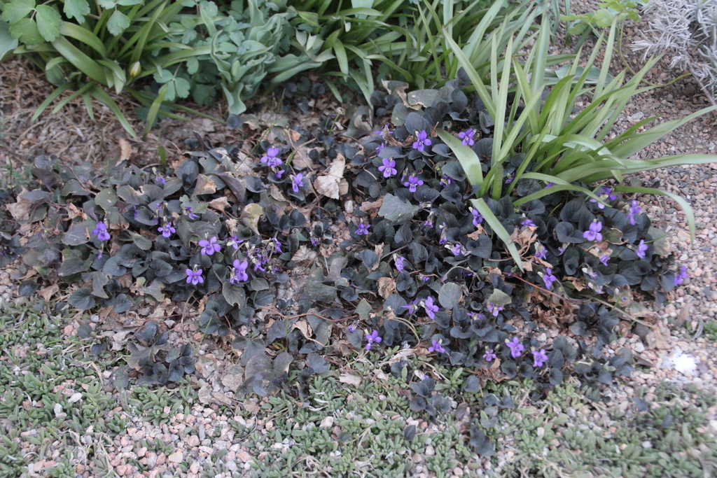 Labrador violet from Cheesman Park, Denver, CO, USA on April 7, 2016 at ...