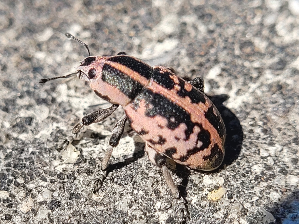 Speckled Clown Weevil from College Station, TX 77840, USA on April 2 ...