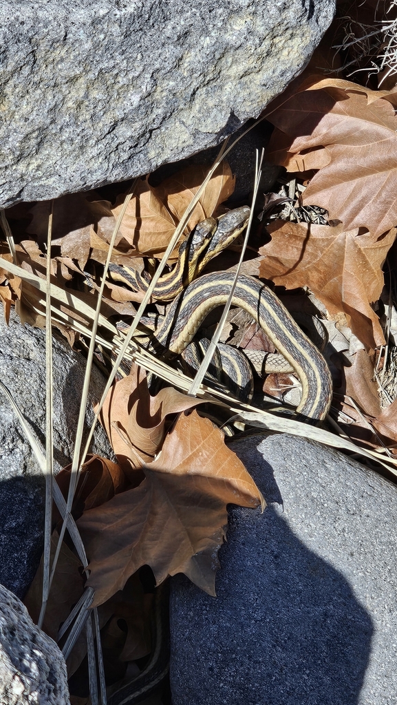 Valley Garter Snake in April 2024 by mclachlanrmorgan. 2 of this ...