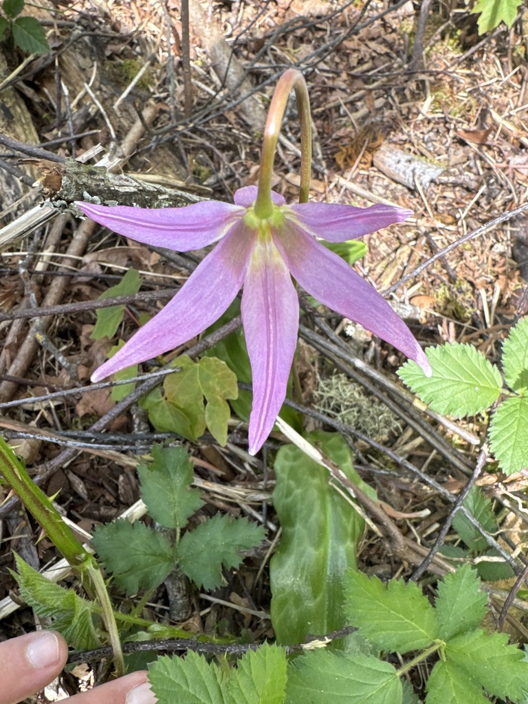 Coast Fawn Lily from Discovery Park, Seattle, WA, US on April 02, 2024 ...