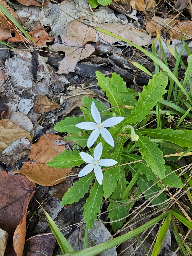 Star of Bethlehem from El dorado, Dorado, usa, FPGV+QFQ, Dorado, 00646 ...
