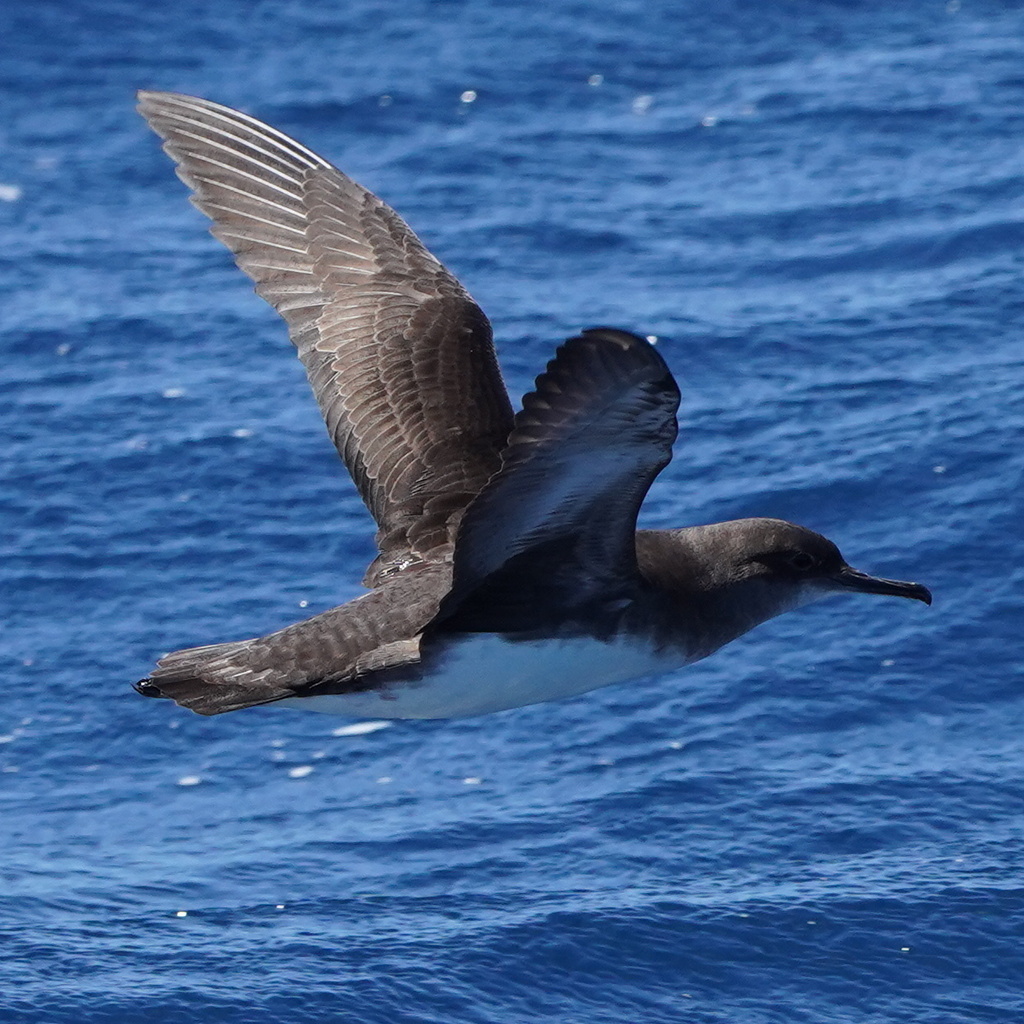 Hutton's Shearwater from Northland, Nowa Zelandia on December 8, 2023 ...
