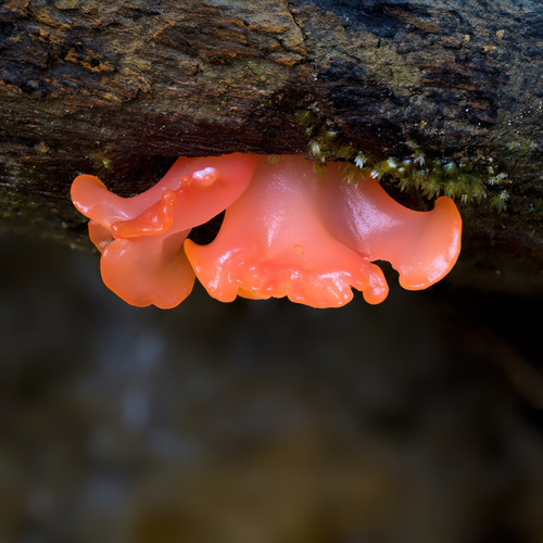 Photo 362690954, (c) Alan Rockefeller, some rights reserved (CC BY ...