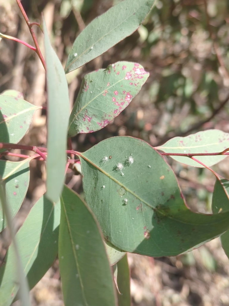 Red Gum Lerp Psyllid from Lomas de la Estancia, Ciudad de México, CDMX ...