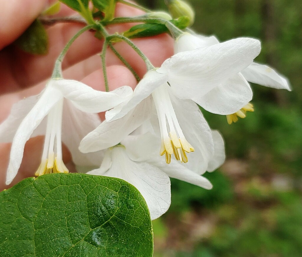 Two-wing Silverbell from Druid Hills, GA, USA on April 2, 2024 at 12:40 ...