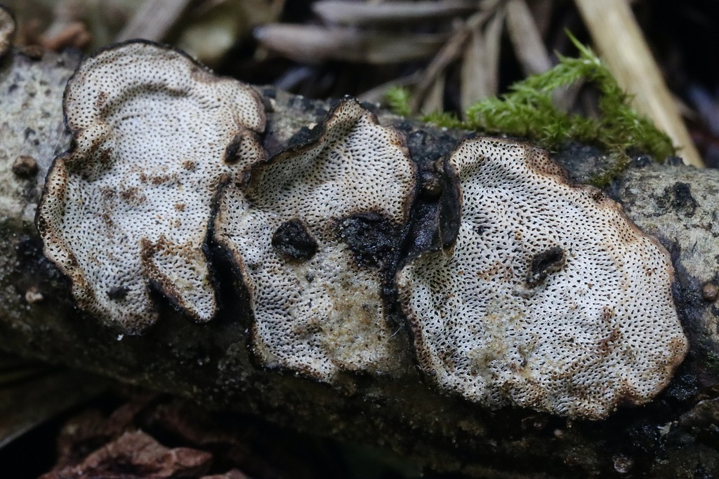 Datronia stereoides from Furlong Rd, Sebastopol, CA, US on April 1 ...