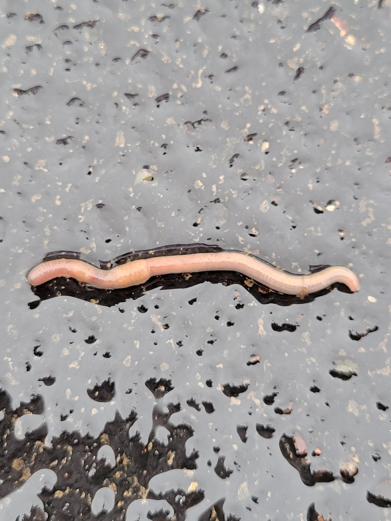 Common Earthworm from Mankato, MN, USA on April 2, 2024 at 10:18 AM by emma_woratschka · iNaturalist