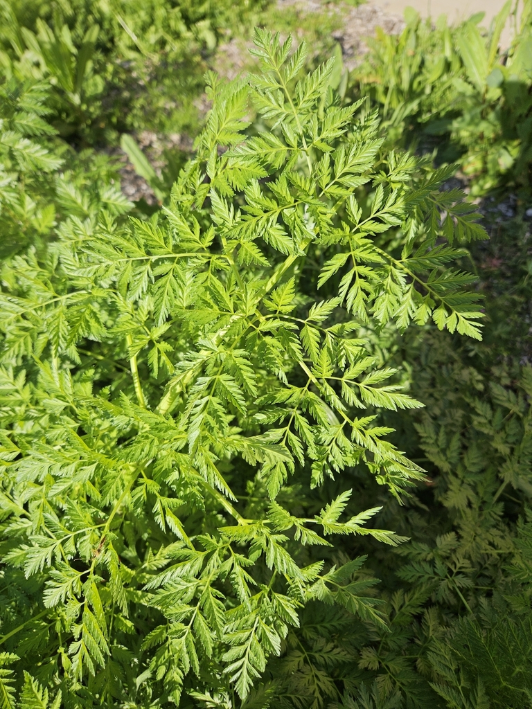 poison hemlock from Corvallis, OR 97331, USA on April 1, 2024 at 05:06 ...
