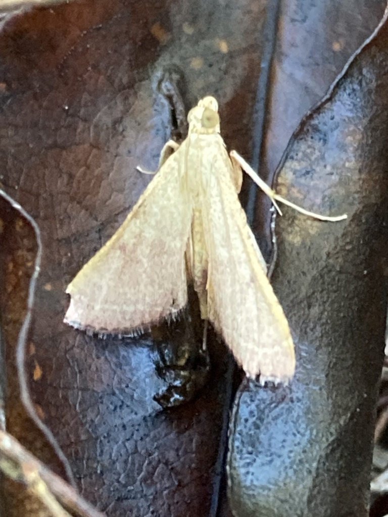 Endotricha pyrosalis from Coomba Park, NSW, AU on April 3, 2024 at 08: ...