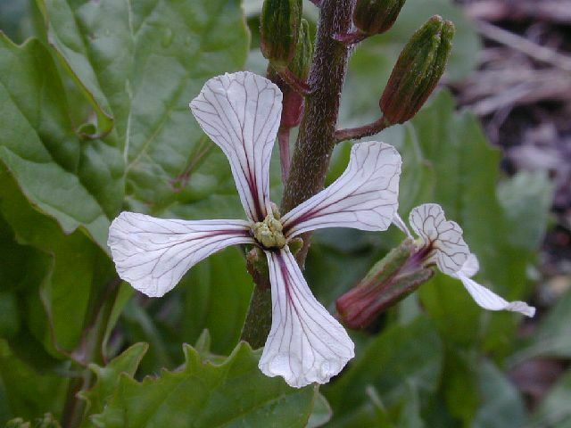 rocketsalad from Floyd Bennet Field, Brooklyn, NY, USA on March 31 ...