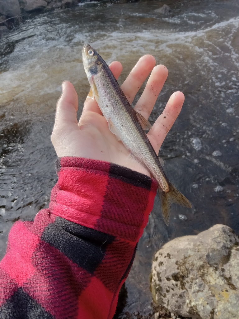 Rainbow Smelt from Shediac, NB, Canada on April 2, 2024 at 05:38 PM by ...