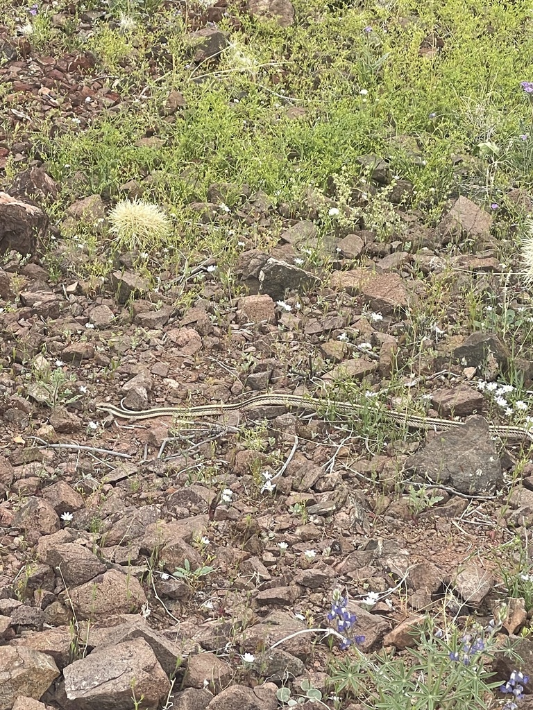 Western Patch-nosed Snake from Marana, AZ, US on March 28, 2024 at 03: ...
