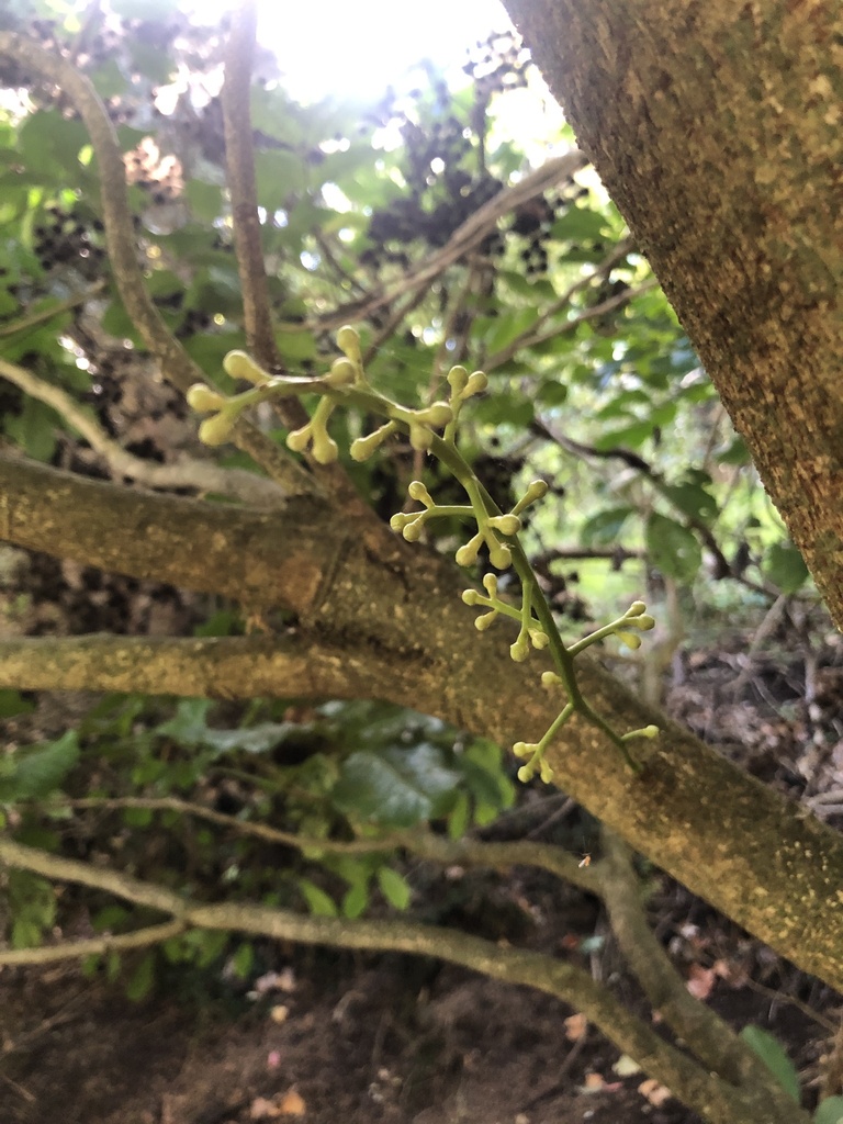 Kohekohe from Maungawhau / Mount Eden, Auckland, Auckland, NZ on April ...