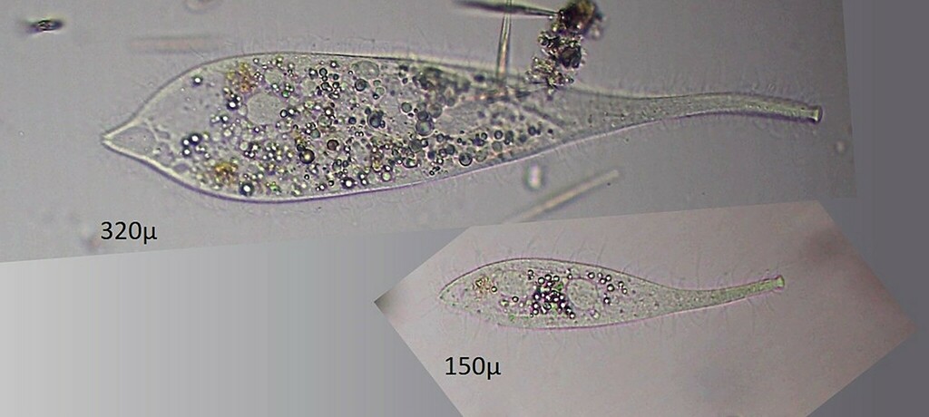 Trachelophyllidae in April 2024 by MikeN. Mag. 200x - A water sample ...