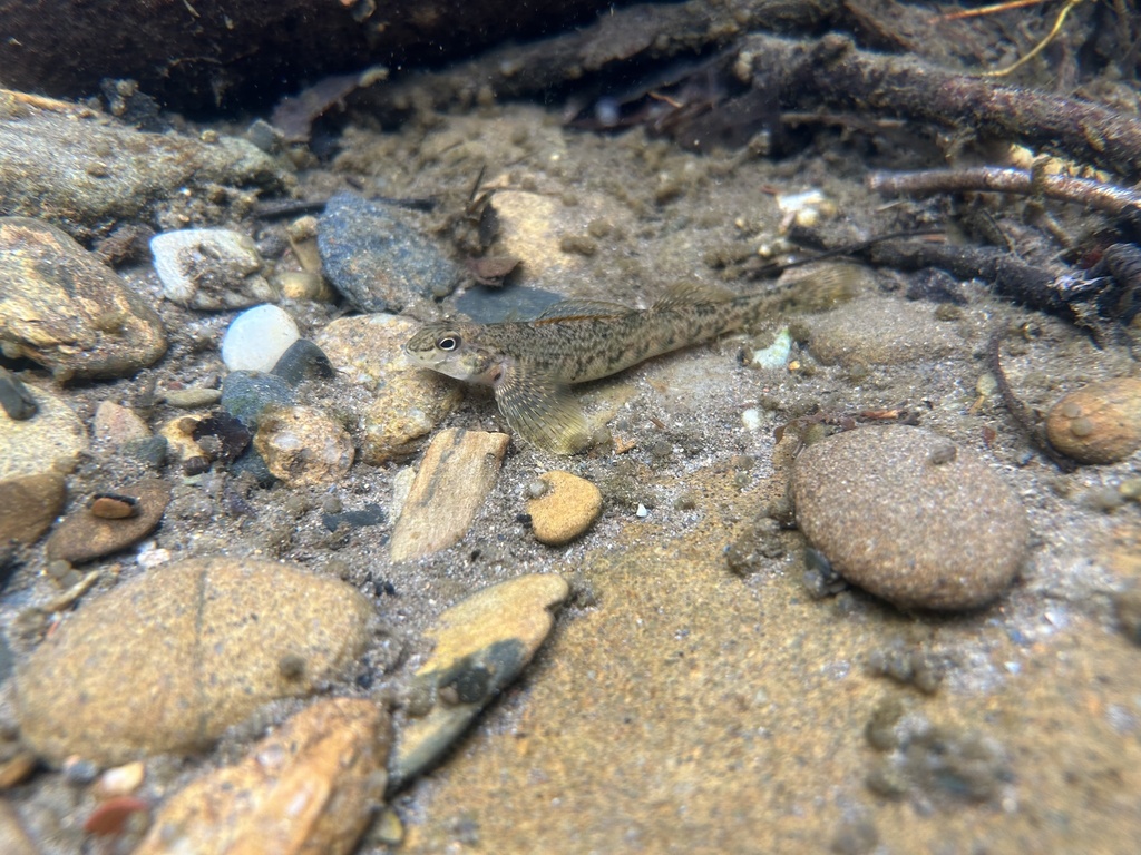 Greenside Darter from Citico Creek, Vonore, TN, US on April 2, 2024 at ...