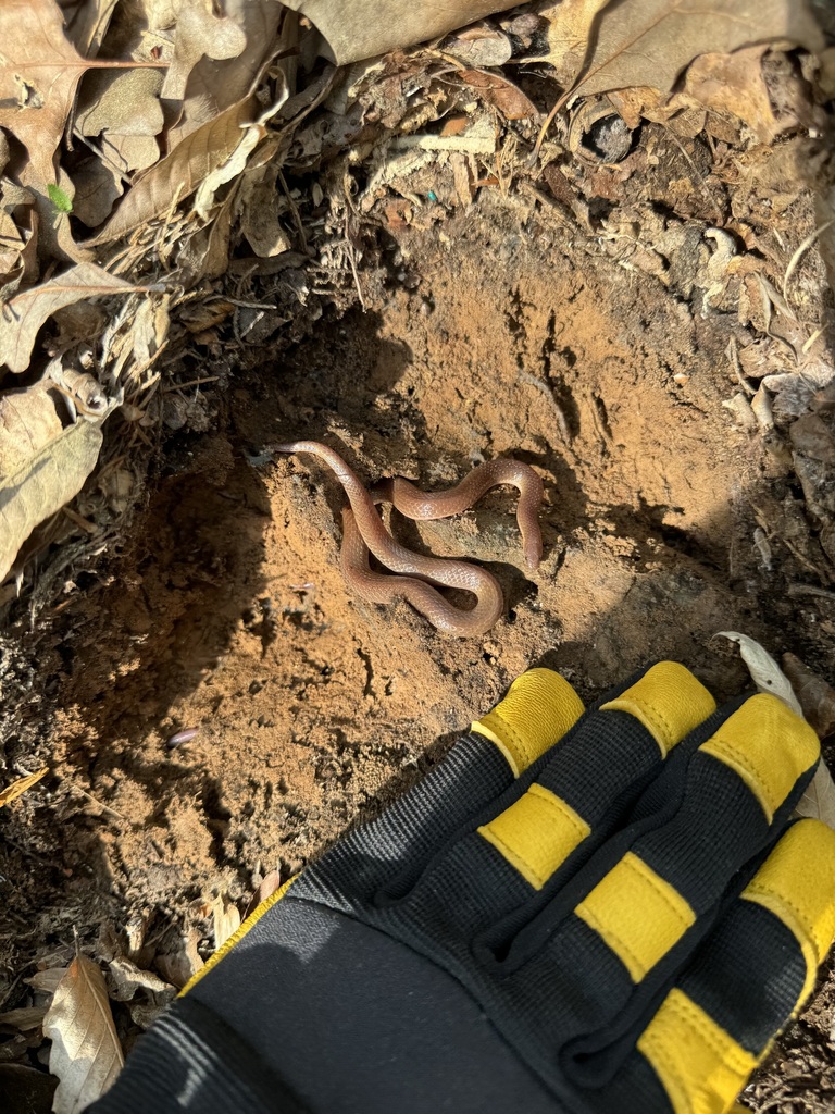 Eastern Worm Snake from Chatham County, NC, USA on April 2, 2024 at 03: ...