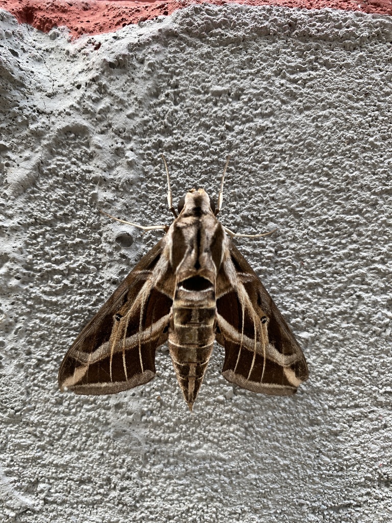 Vine Sphinx from Universidad Surcolombiana - Subsede Central, Neiva ...