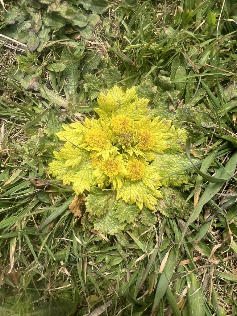 Footsteps of spring from Sixes, OR, US on April 2, 2024 at 11:57 AM by ...