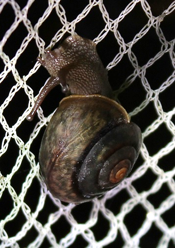 Seal Rocks Woodland Snail from Smiths Lake NSW 2428, Australia on April ...