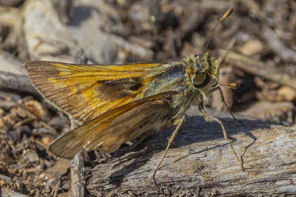 Huron Sachem from New Braunfels, TX, USA on April 2, 2024 at 09:36 AM ...