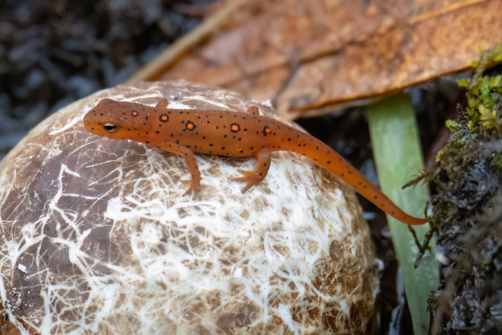 Eastern Newt from King and Queen County, VA, USA on April 2, 2024 at 12 ...
