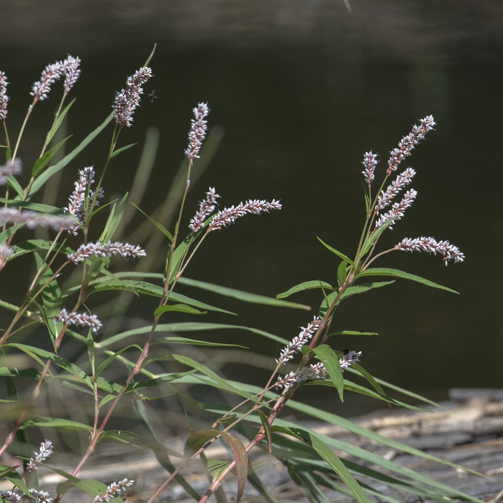 pale smartweed from Dr Kenneth Kaunda District Municipality, South ...
