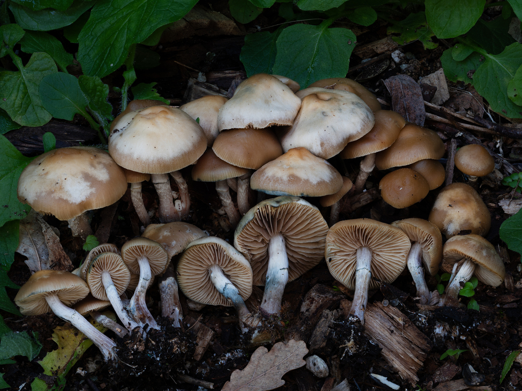 Psychedelic Ovoid Mushroom in April 2024 by James Conway · iNaturalist