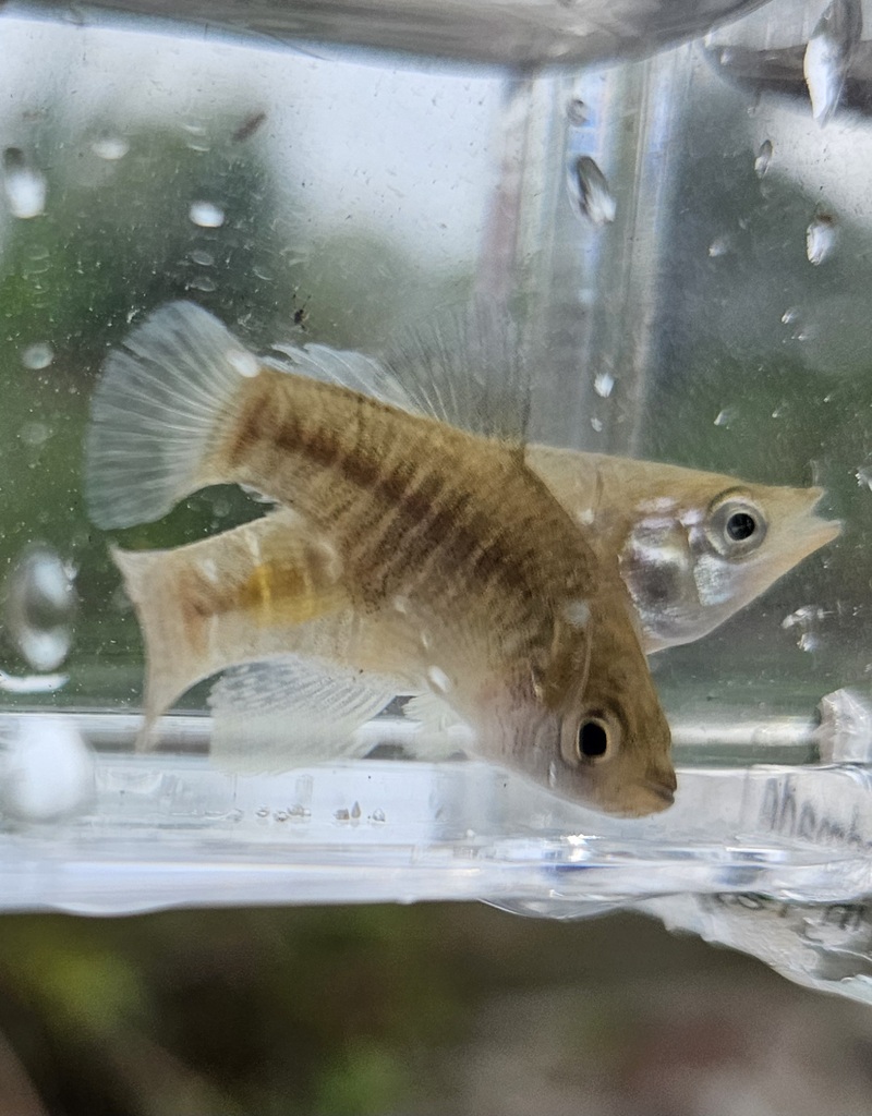 Diamond Killifish from Destin, FL 32541, USA on April 2, 2024 at 10:34 ...