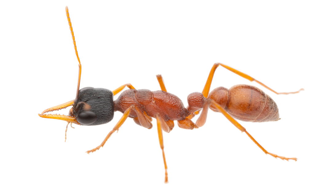 Myrmecia callima in March 2024 by Nick Volpe · iNaturalist