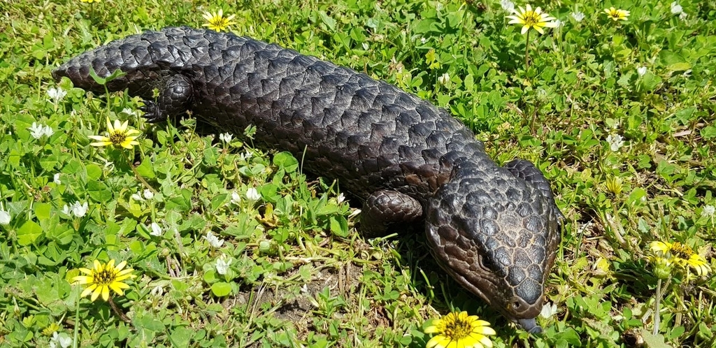Shingleback in October 2022 by snsso · iNaturalist