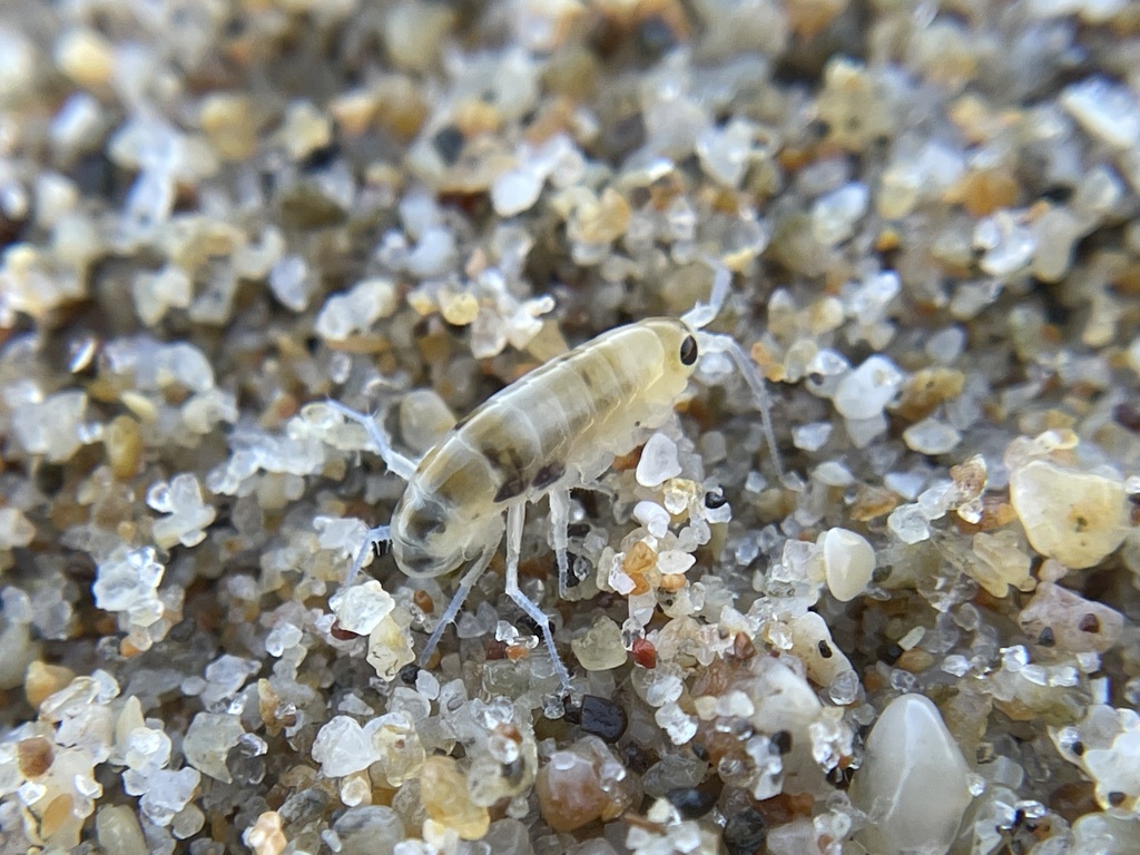 Pale beach hopper from Santa Cruz County, CA, USA on April 2, 2024 at ...