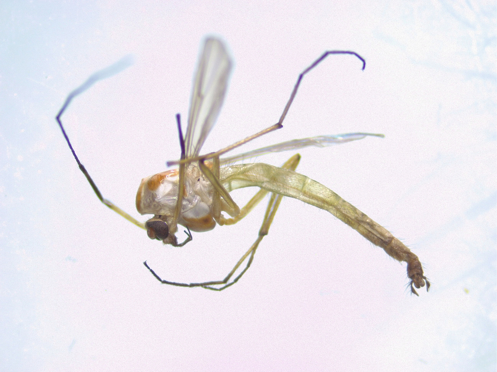 Non-biting Midges from Tawharanui Regional Park 1181 Takatu Road ...