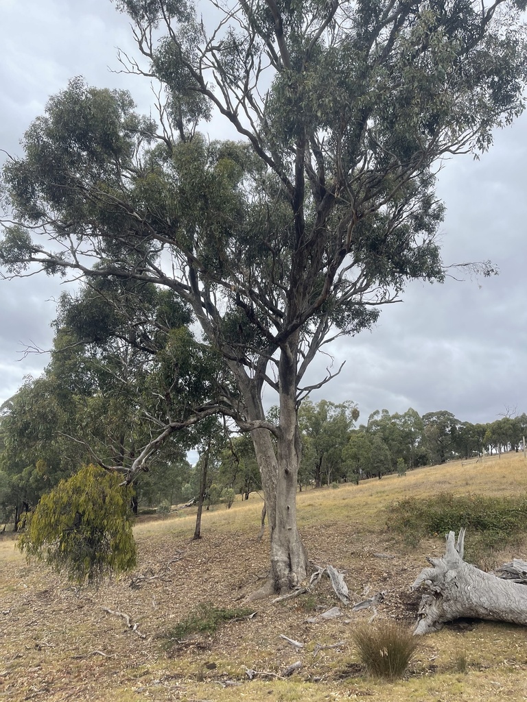 grey box from North Ward, Tallarook, VIC, AU on April 3, 2024 at 11:44 ...