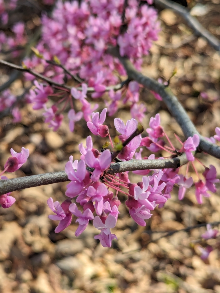 eastern redbud from Rural Hall, NC, USA on April 1, 2024 at 05:22 PM by ...
