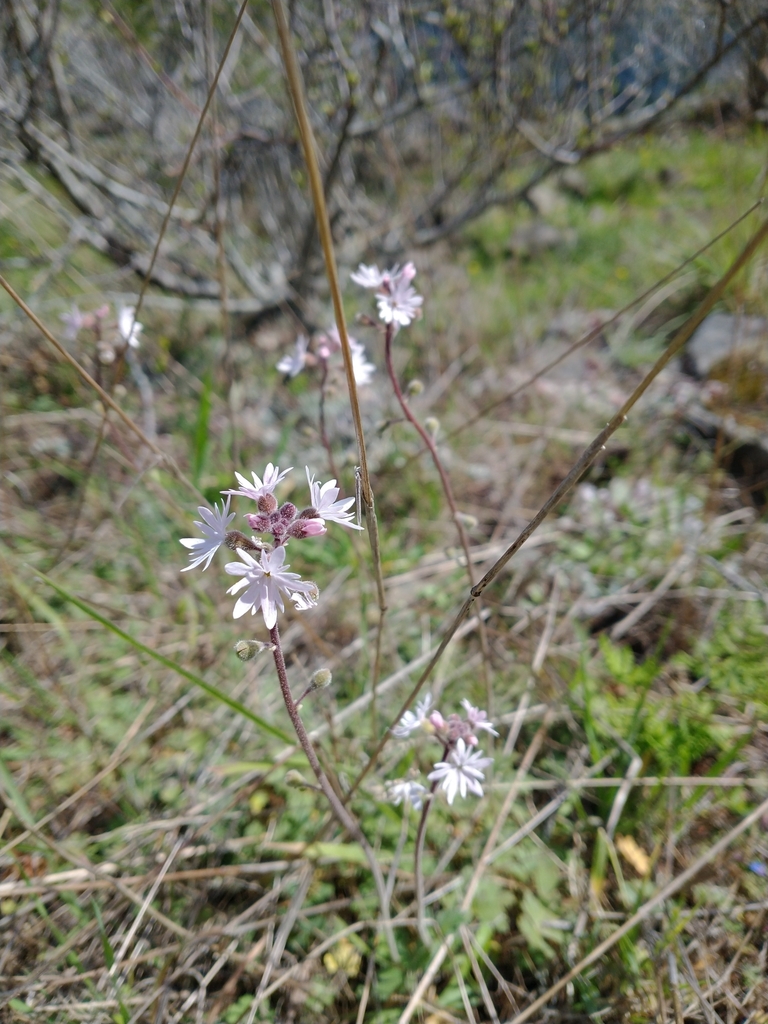 Bulbous woodland star from Sooke, BC V9Z 1A8, Canada on April 1, 2024 ...