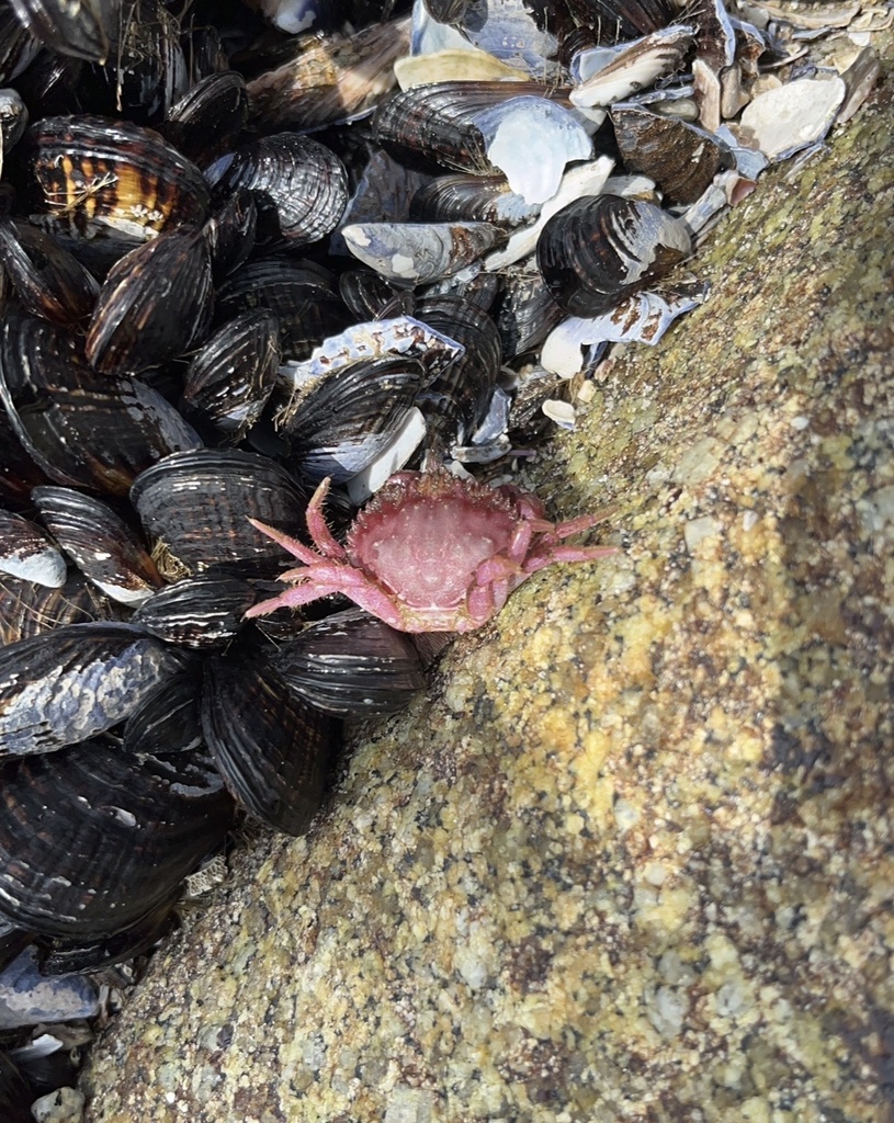 Pygmy Rock Crab from Monterey Bay, CA, US on March 17, 2023 at 12:00 PM ...