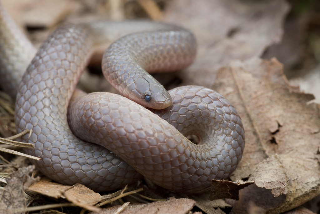 Eastern Worm Snake (Carphophis amoenus) - Snakes and Lizards