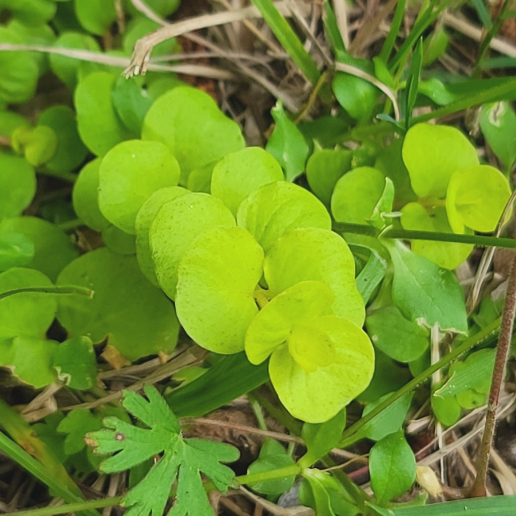 creeping Jenny from Orange Beach, AL, USA on April 2, 2024 at 05:25 PM by Jonathan Gilmer. Must ...
