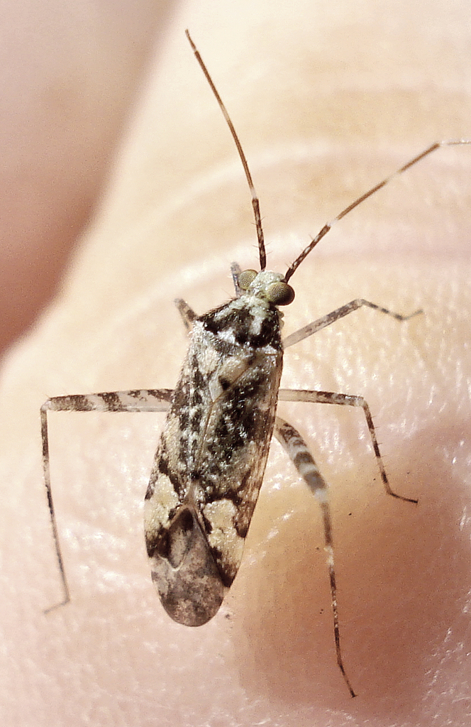 Phytocoris sp ( Other Insects - rare Community BioBlitz 2017) · iNaturalist