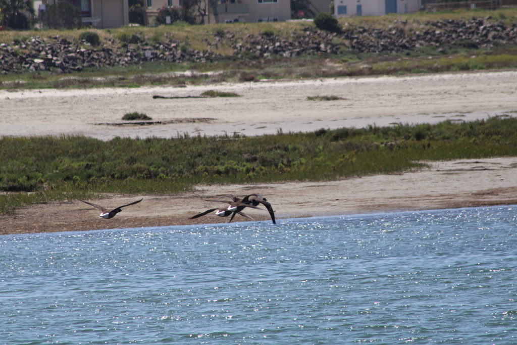 Brant from Ocean Beach, San Diego, CA, USA on March 27, 2024 at 01:33 ...