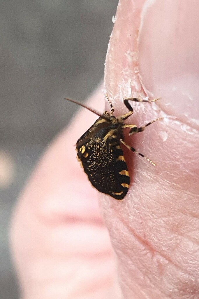 Australian bag moth from Melbourne VIC, Australia on March 08, 2024 at ...