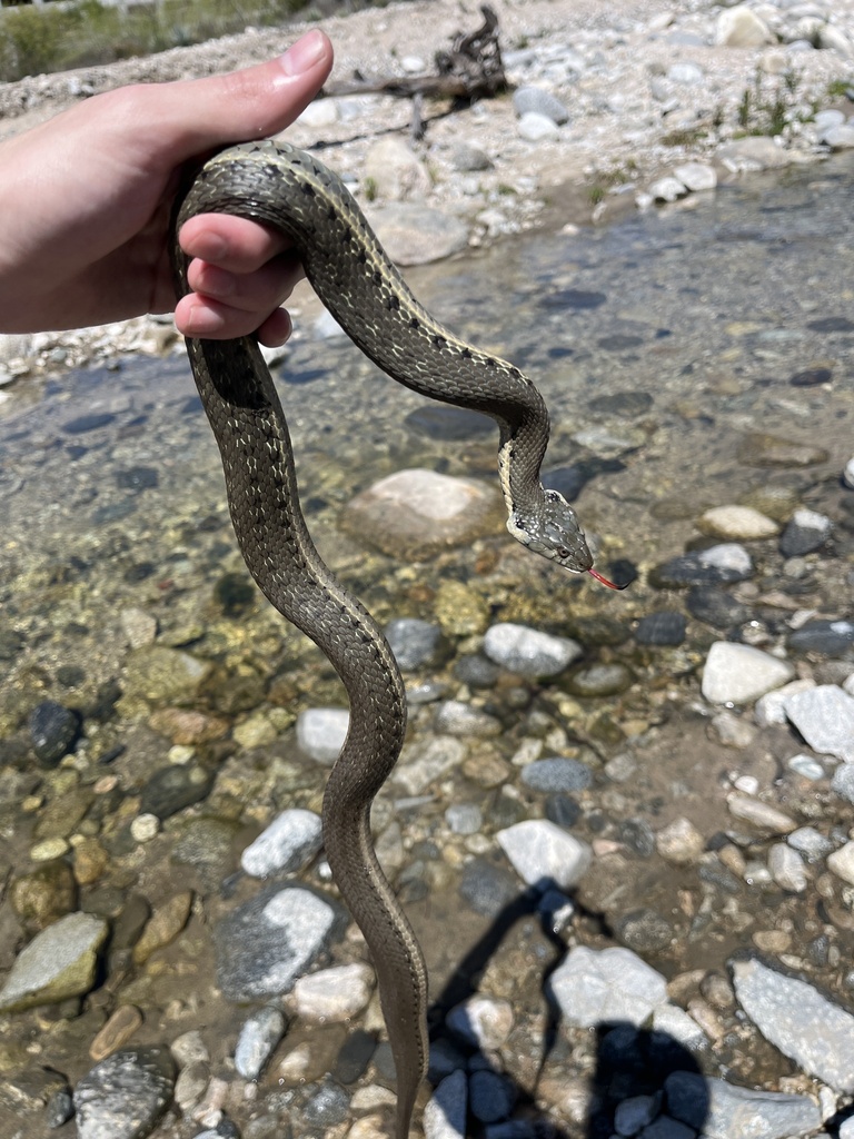 Two-striped Garter Snake in April 2024 by olliver2002. Stinky · iNaturalist