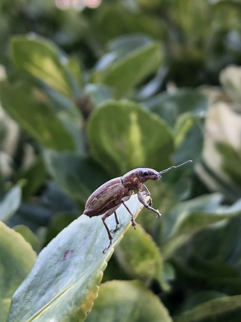 South American Fruit Tree Weevil from Hipólito Bouchard, Mar del Plata ...