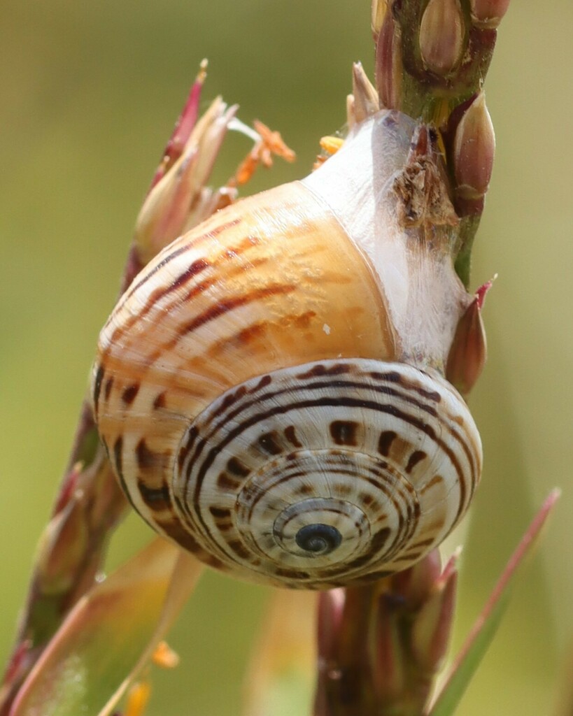 White Italian Snail from Cape Bridgewater VIC 3305, Australia on ...