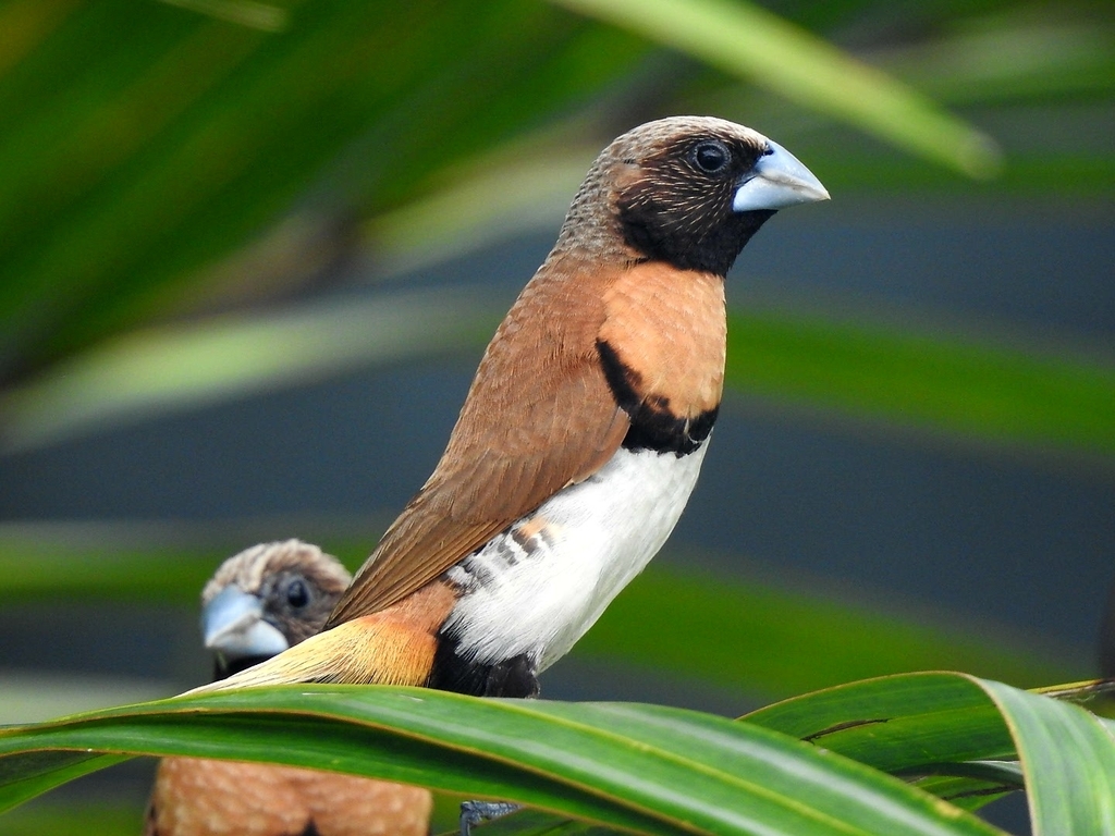 Chestnut-breasted Munia from Aeroglen QLD 4870, Australia on March 28 ...