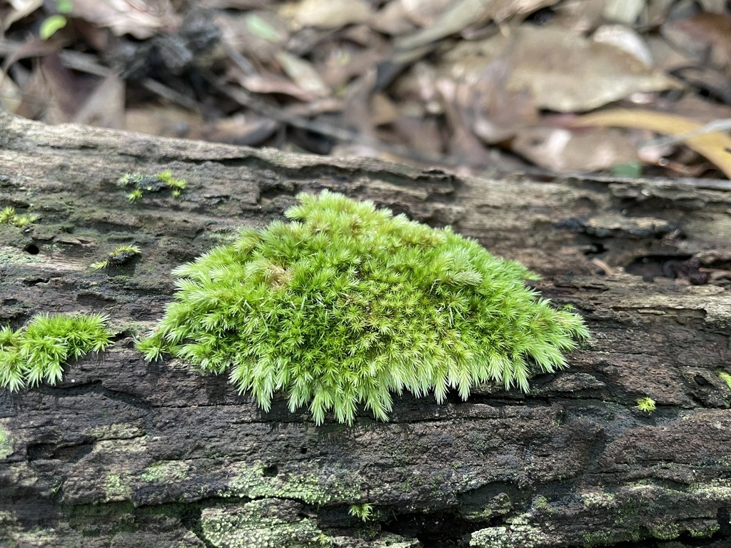 Milk moss in April 2024 by Pintsen JIN · iNaturalist
