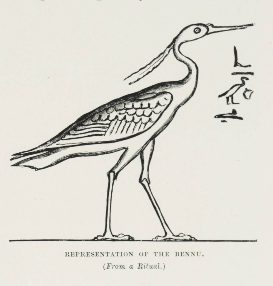 Bennu Heron (Ardea bennuides) - Avian Discovery