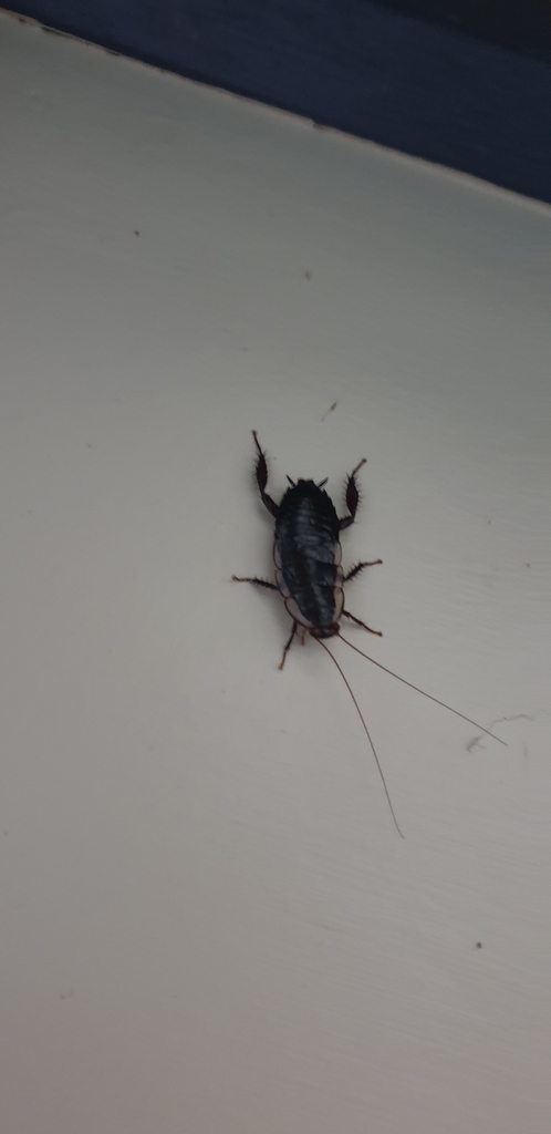Shining Cockroaches from Hastings VIC 3915, Australia on April 1, 2024 ...