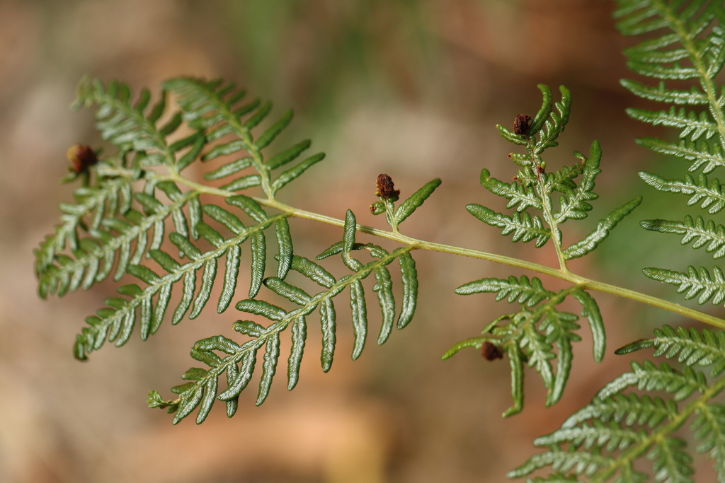 Austral Bracken in February 2024 by Nature_Lover · iNaturalist