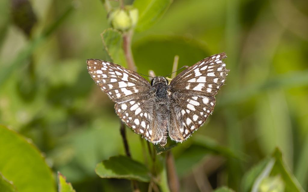 Tropical Checkered-Skipper from Snow Hill, Florida, United States on ...